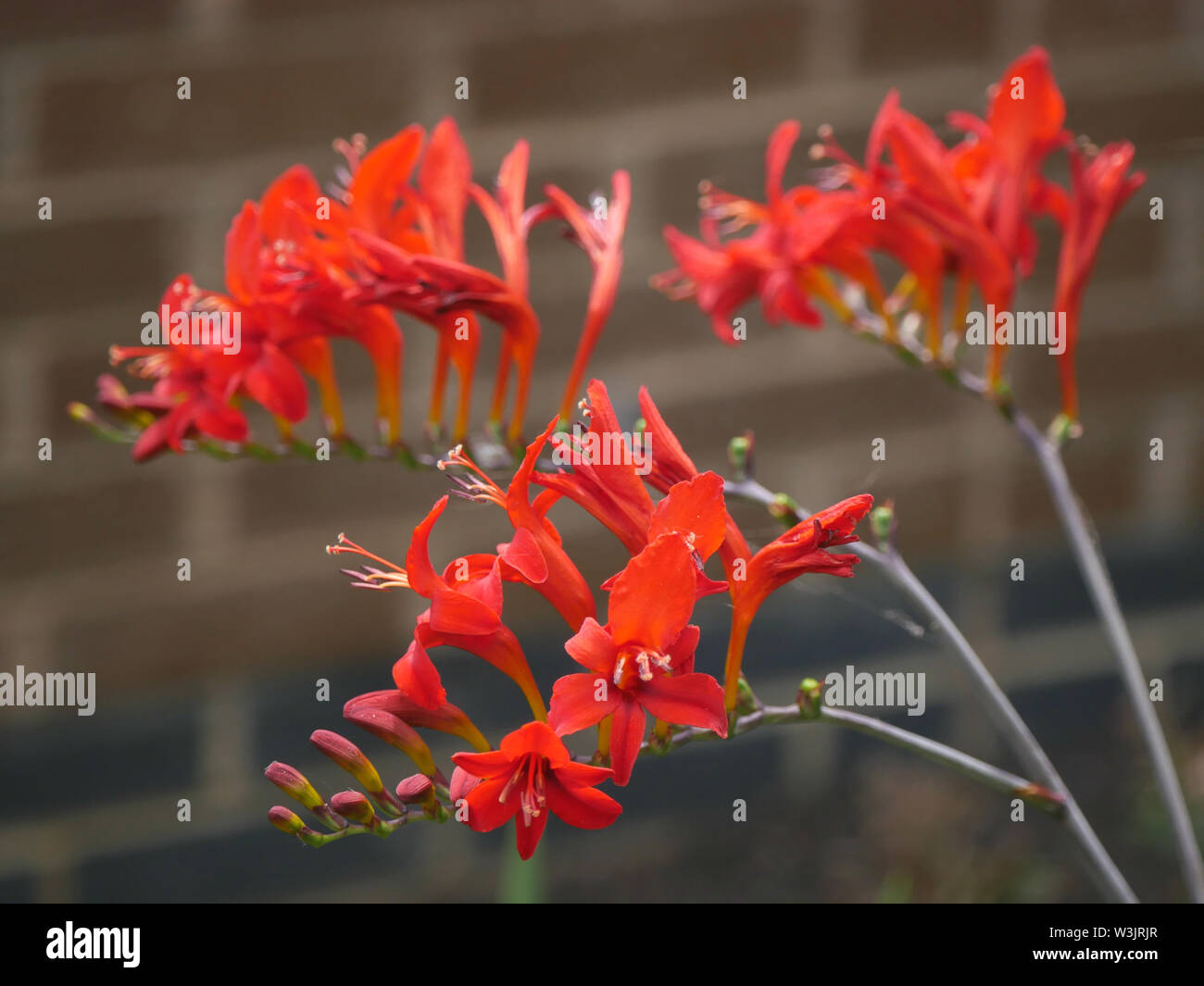 Red funnel shaped flowers hi-res stock photography and images - Alamy