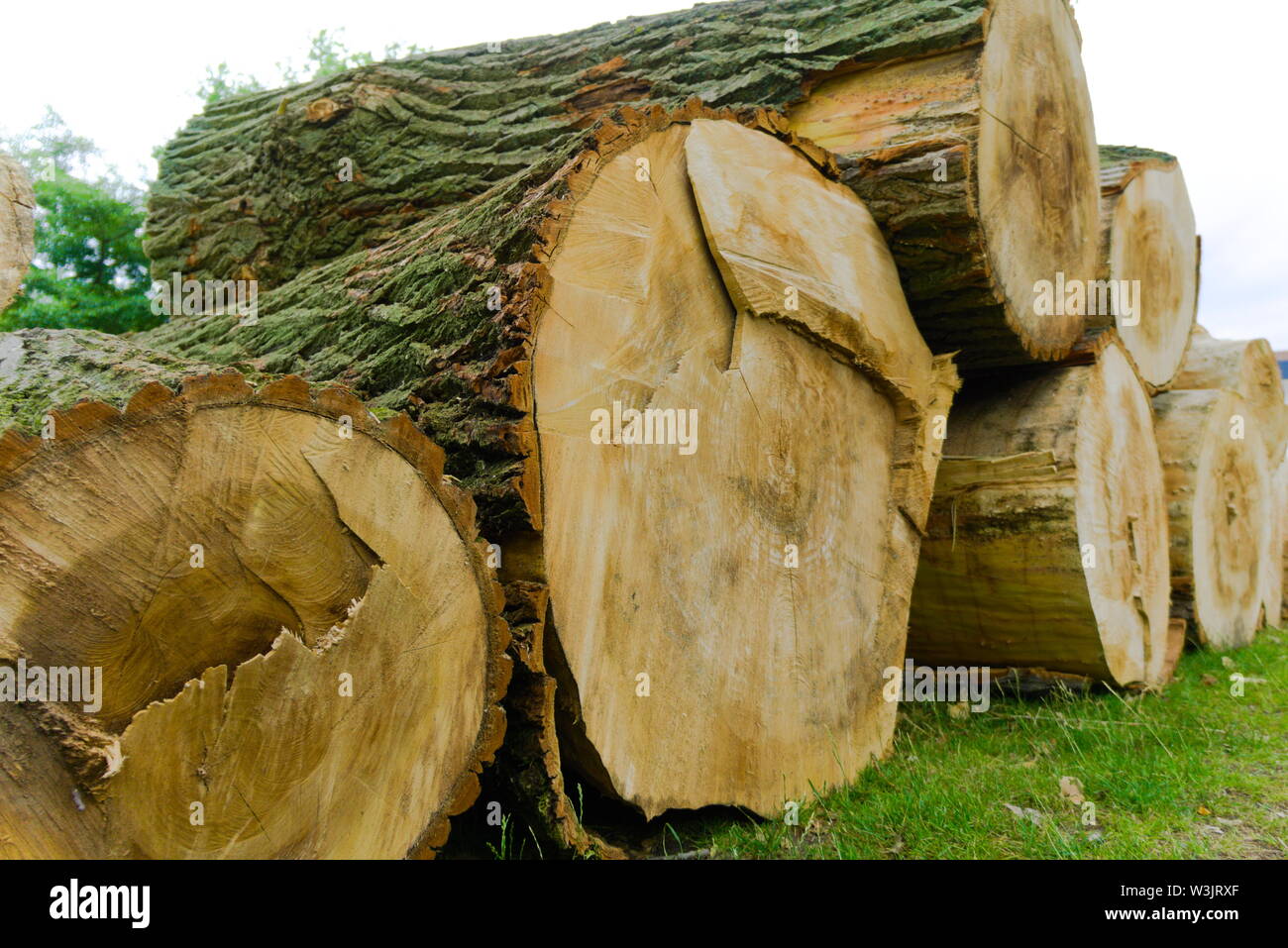 Stacked conifer logs in hi-res stock photography and images - Alamy