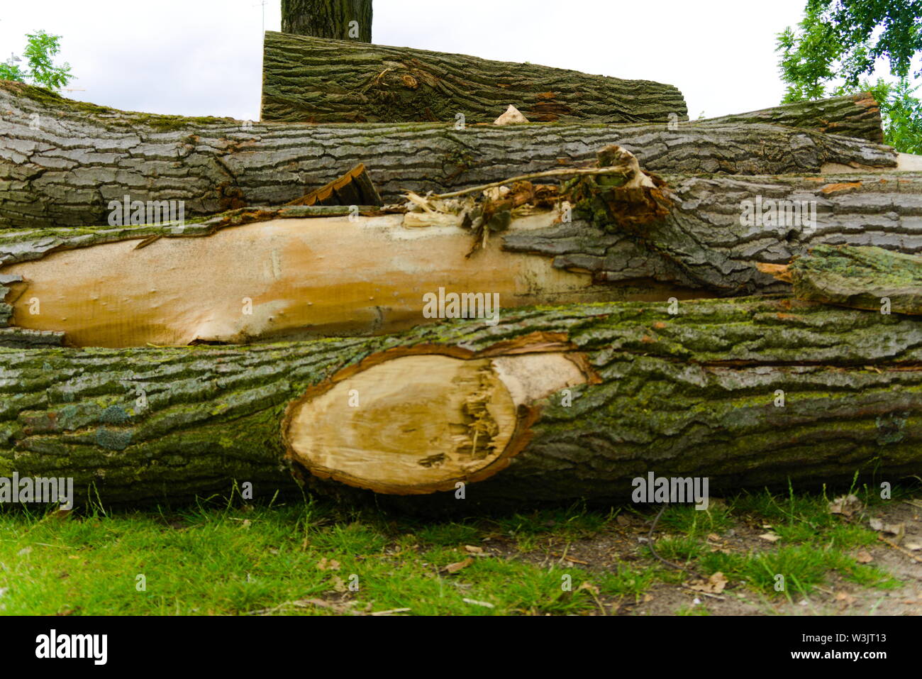a stack of logs cut down in the city Stock Photo - Alamy