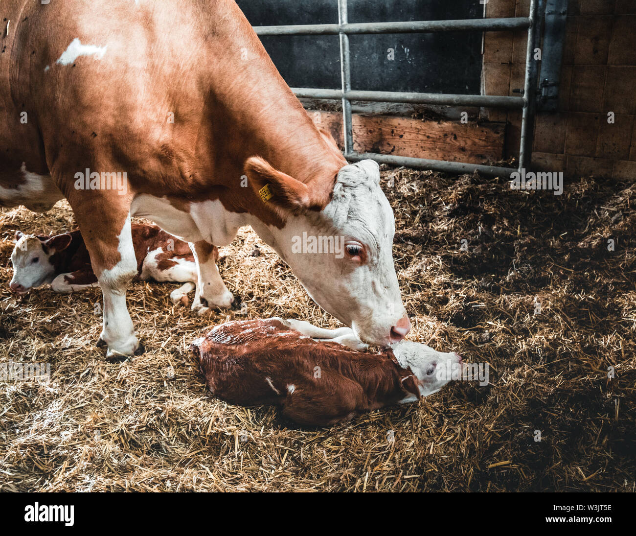 newborn calf with his mother in a stable in austria Stock Photo - Alamy