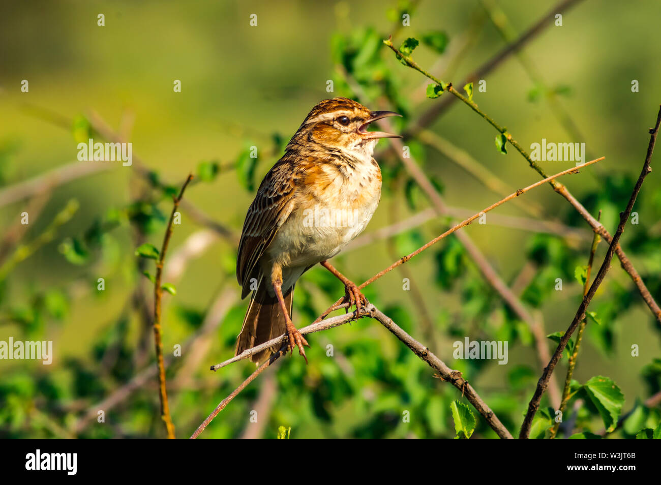 Sparrow on a branch. Sparrow branch bird animal wing feather flight fly ...