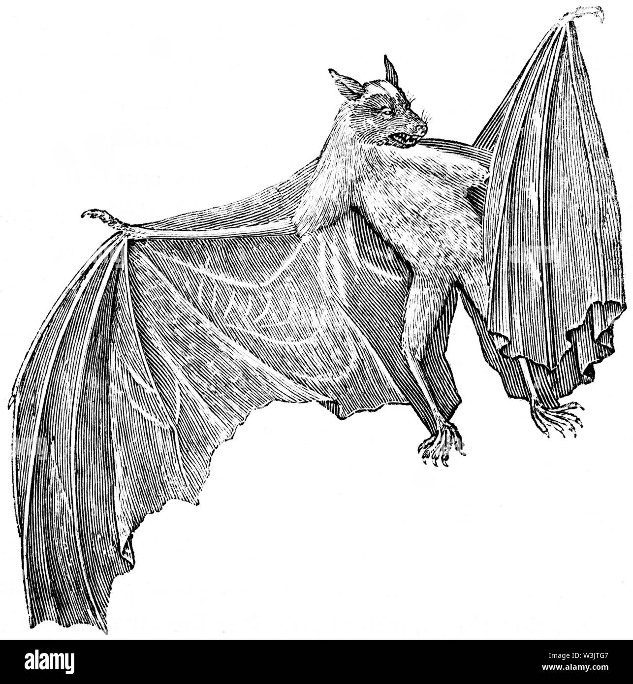 Vampire wood engraving hi-res stock photography and images - Alamy