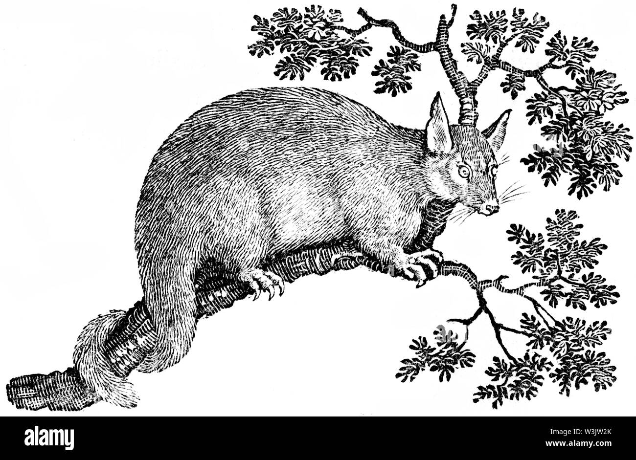 Opossum Cut Out Stock Images & Pictures - Alamy