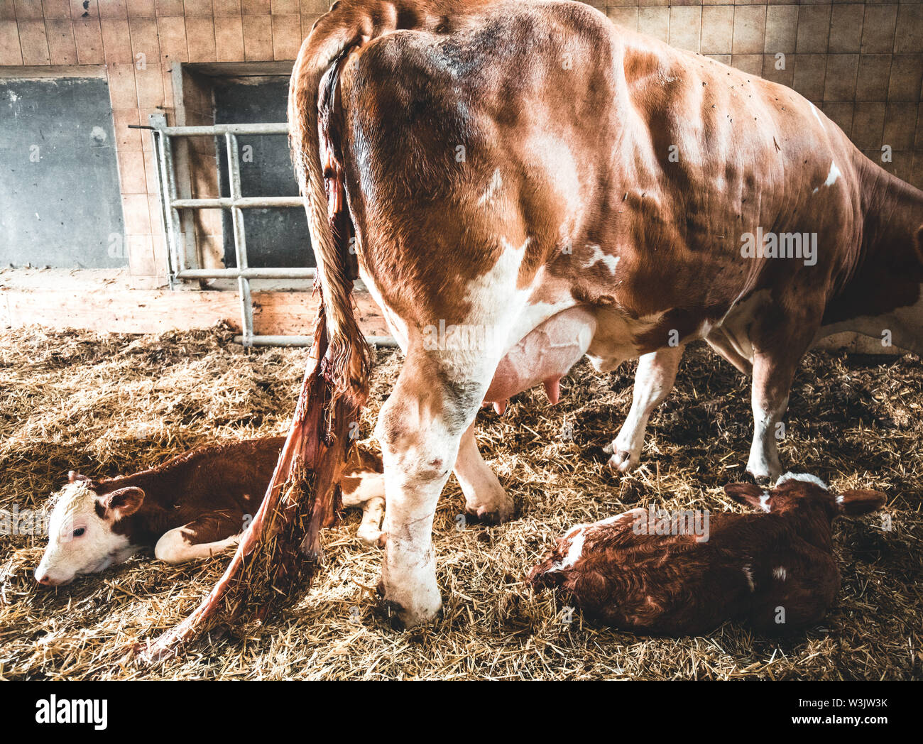 newborn calf with his mother in a stable in austria Stock Photo - Alamy