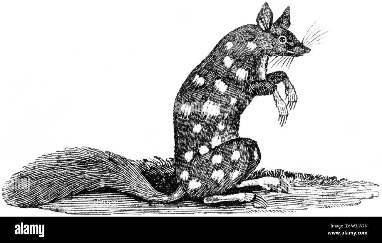 Spotted opossum Cut Out Stock Images & Pictures - Alamy