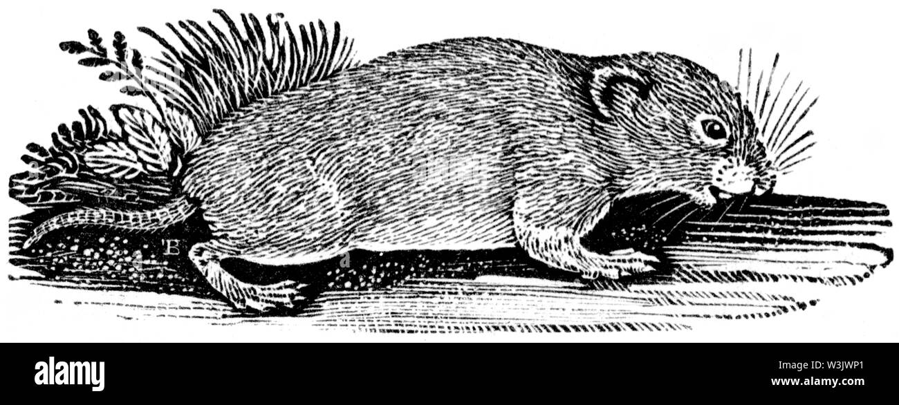 Field mouse drawing Black and White Stock Photos & Images - Alamy