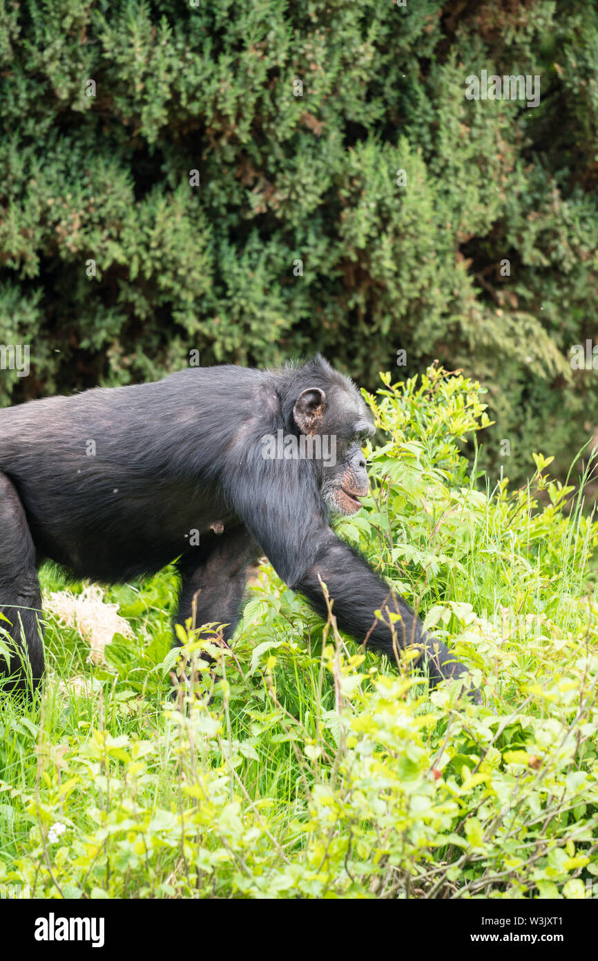 Female Chimpanzee (Pan troglodytes) foraging through undergrowth ...