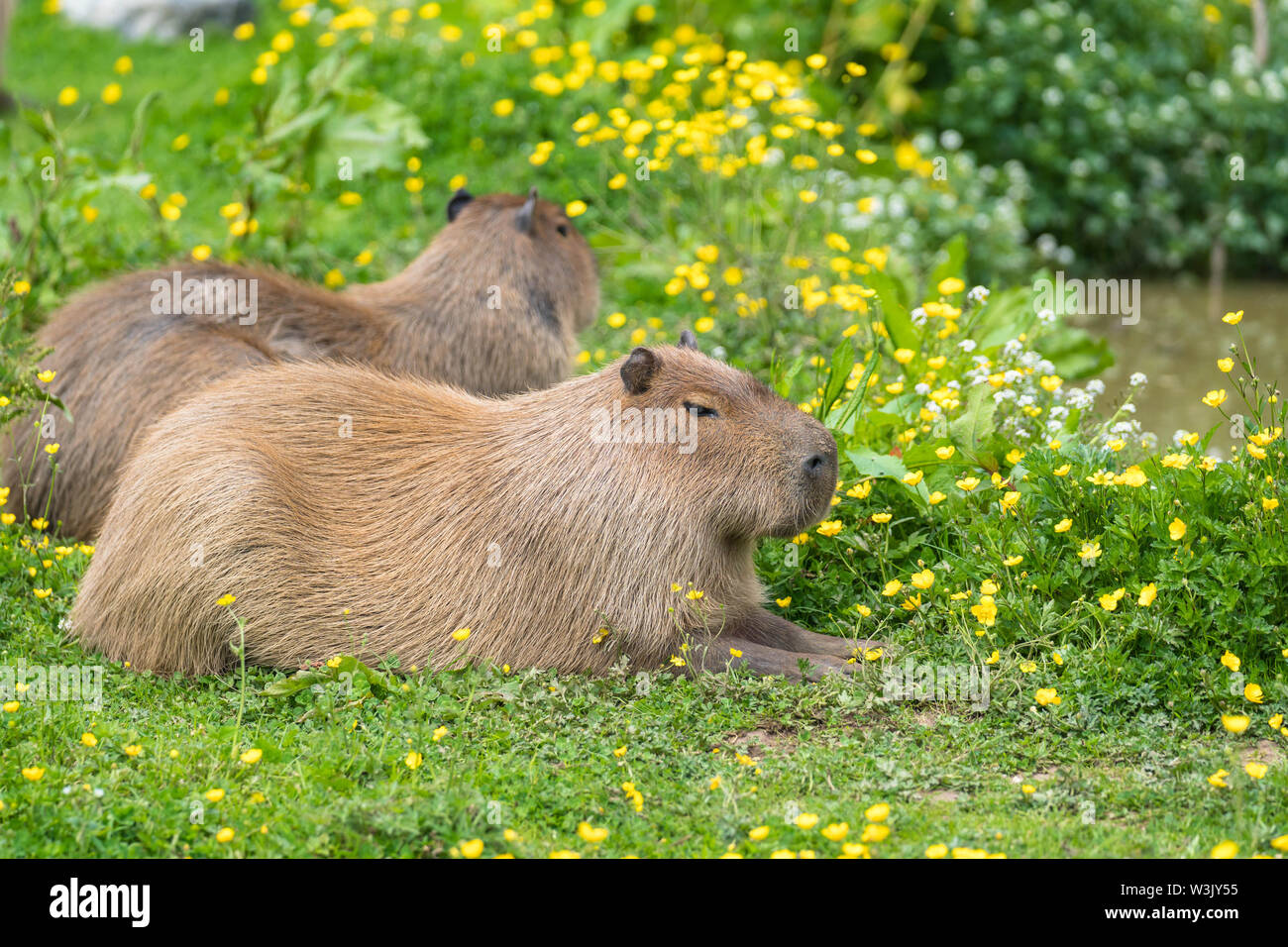 Capybara (Hydrochoerus hydrochaeris) native of South America, Chester ...