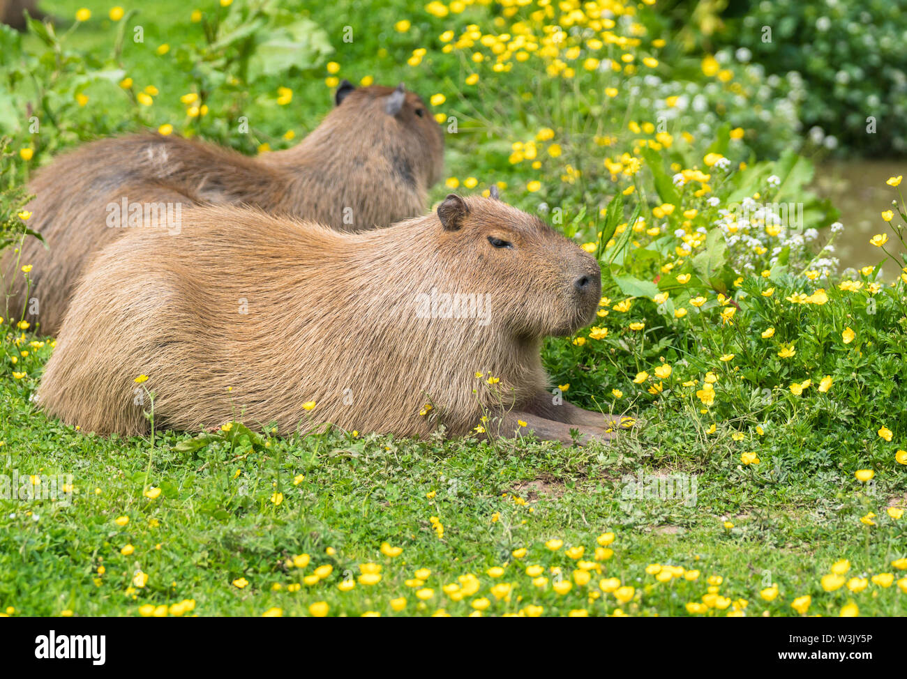 Capybara (Hydrochoerus hydrochaeris) native of South America, Chester ...