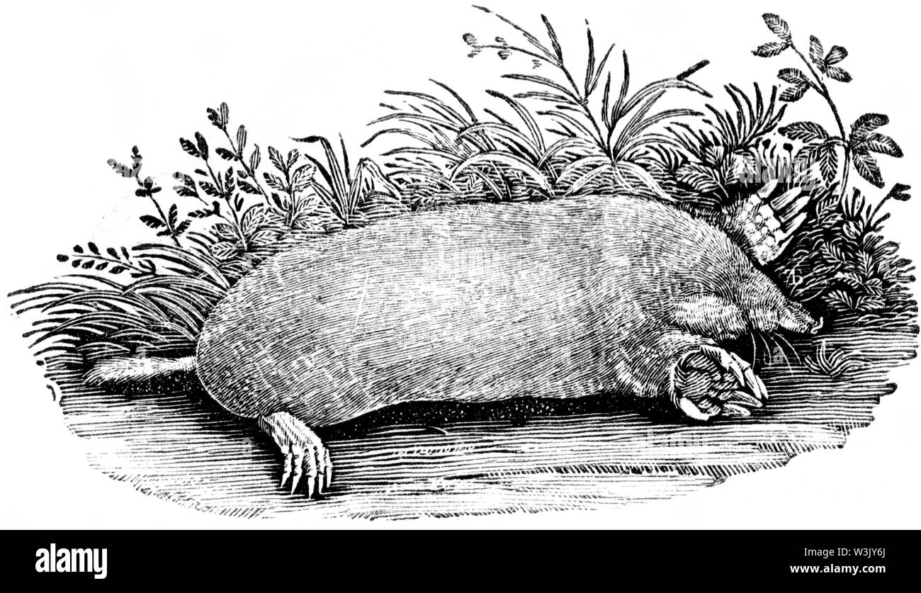 Thomas longman Black and White Stock Photos & Images - Alamy