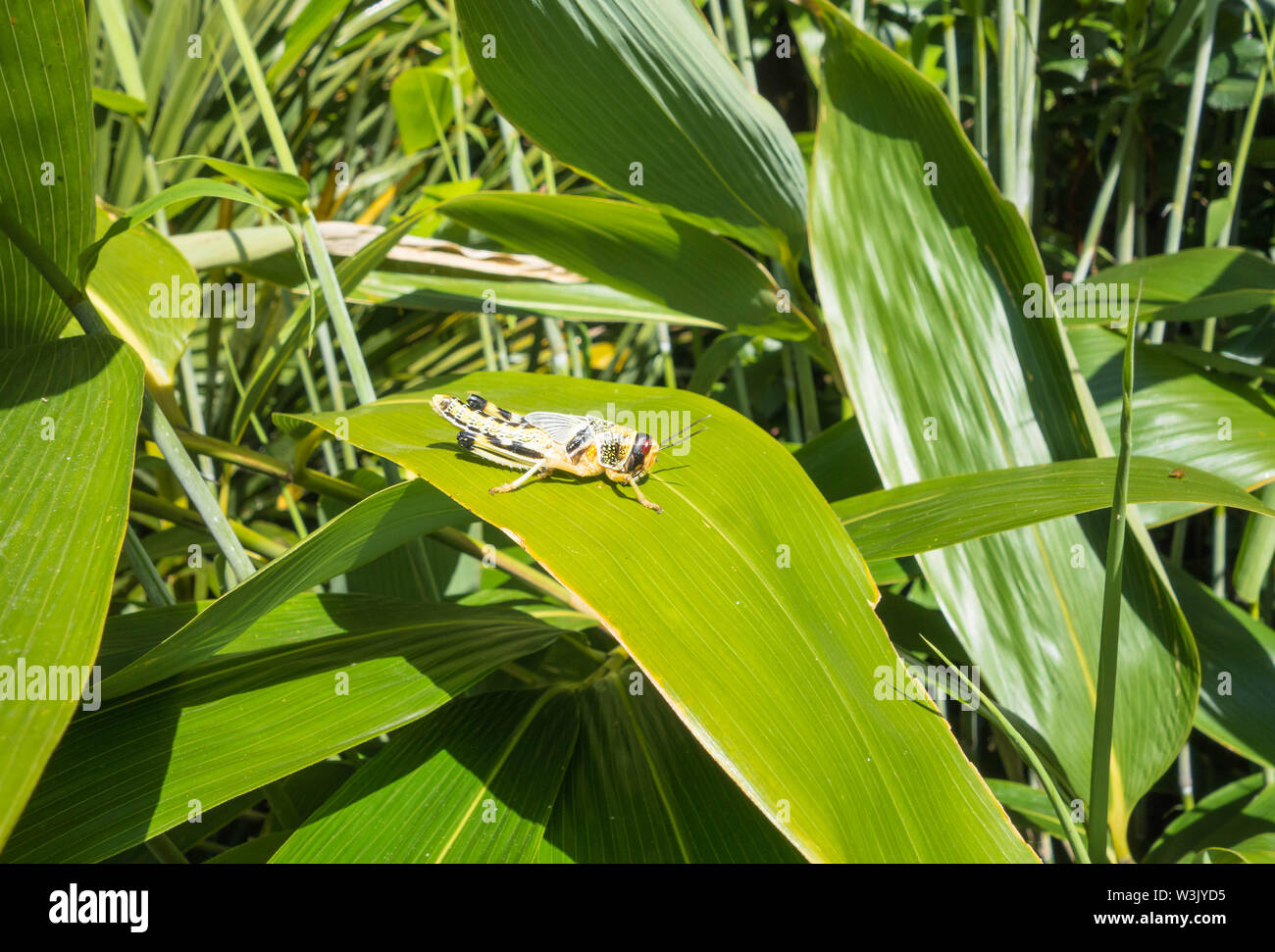 Chester zoo locust hi-res stock photography and images - Alamy
