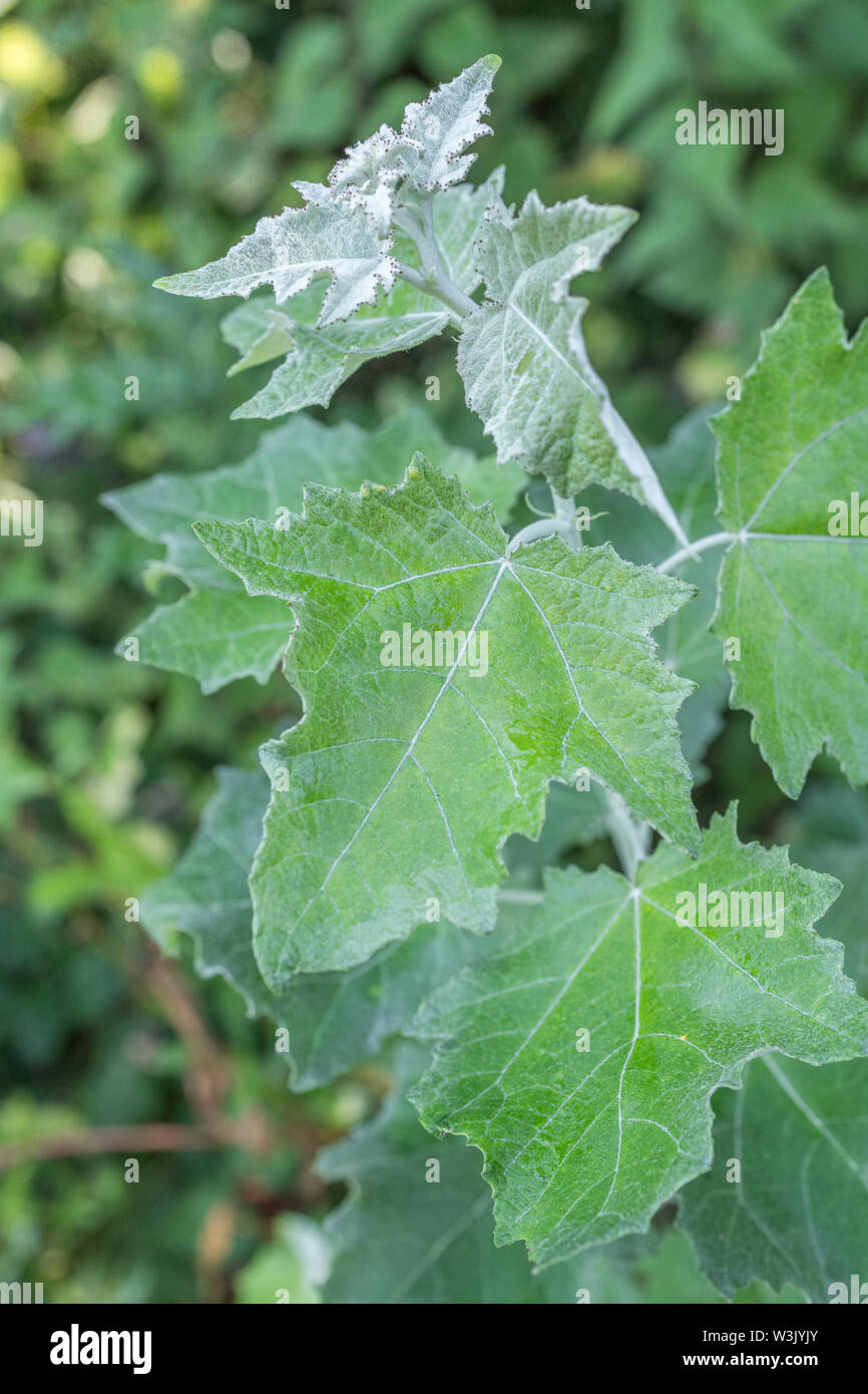 Abele tree hi-res stock photography and images - Alamy