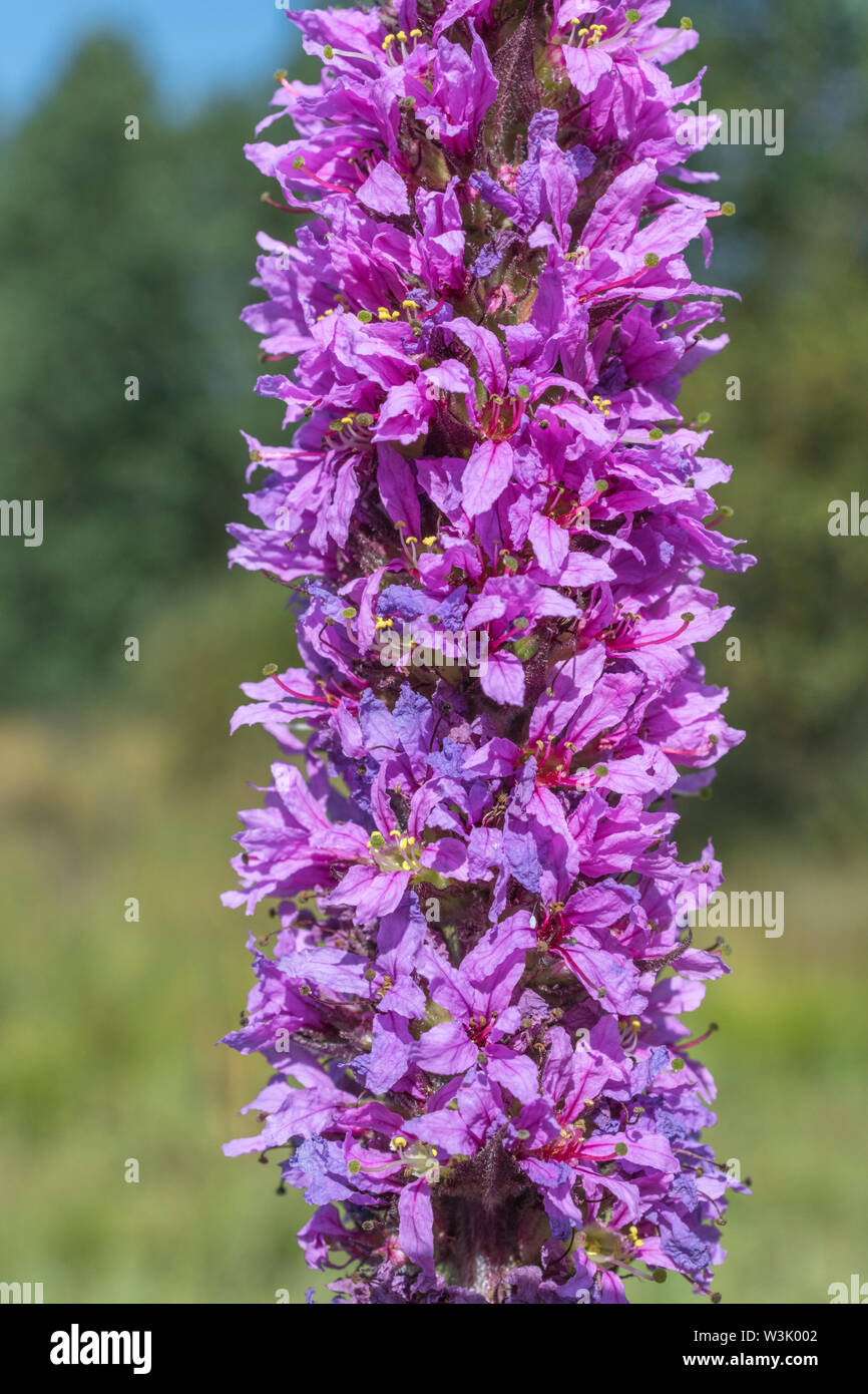 Kattestaart hi-res stock photography and images - Alamy