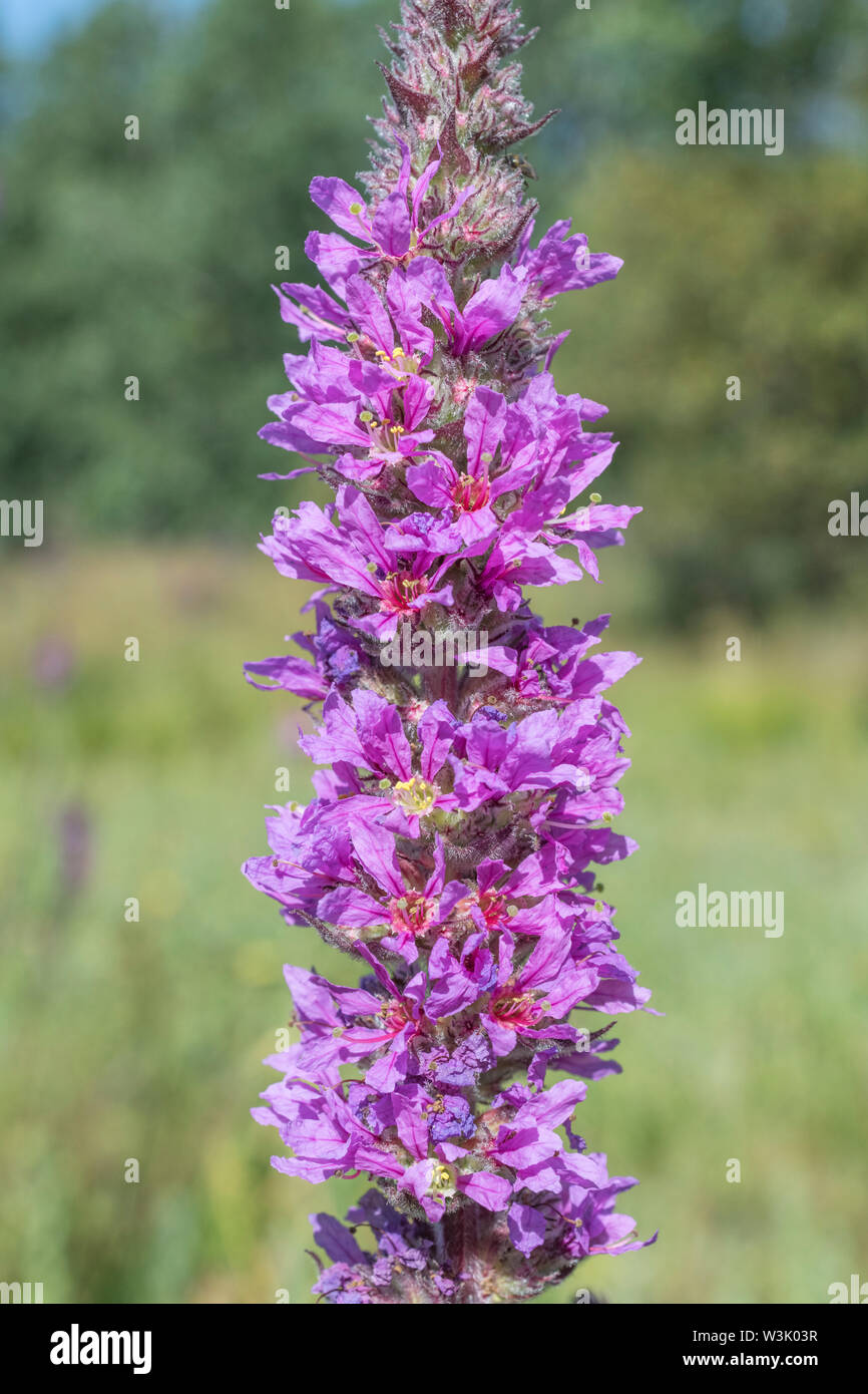 Kattestaart hi-res stock photography and images - Alamy