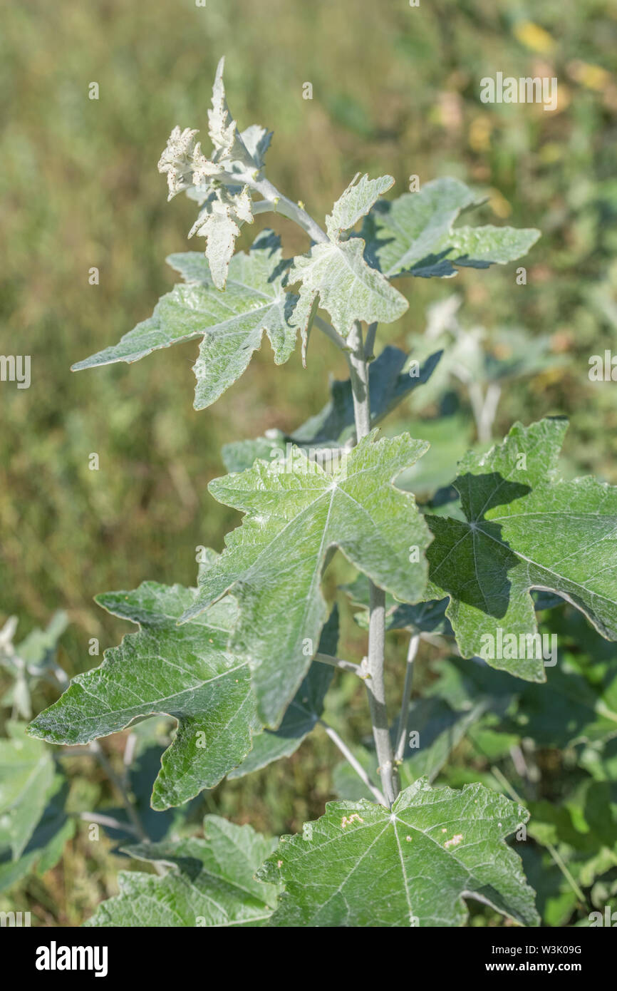 Abele tree hi-res stock photography and images - Alamy