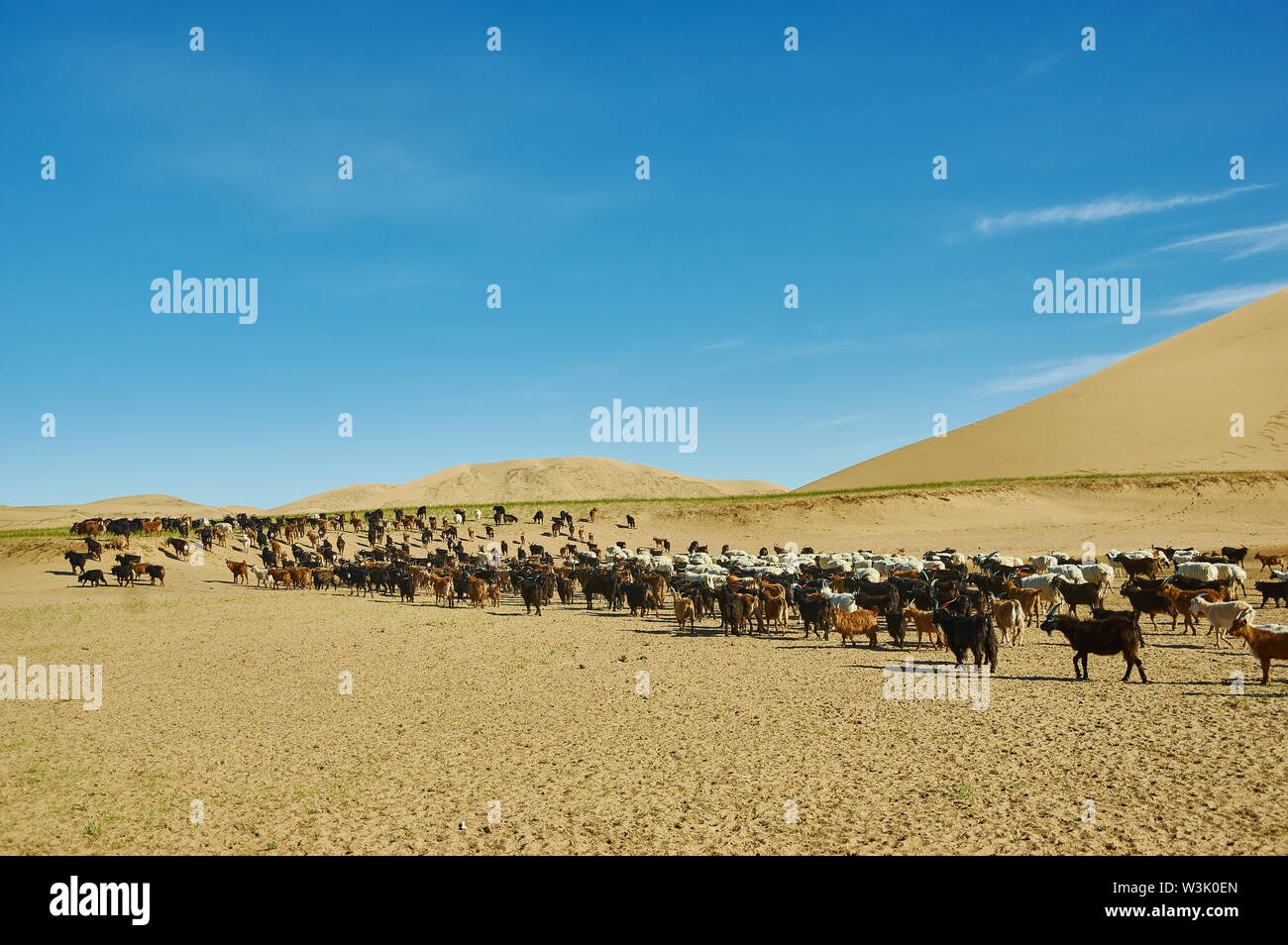 Grazed by animals hi-res stock photography and images - Alamy
