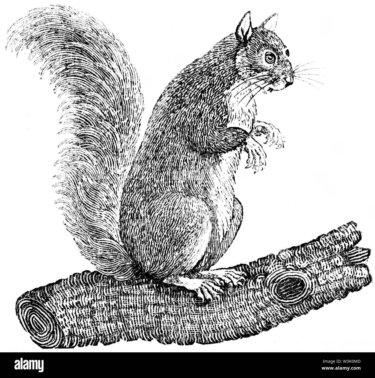 Gray Squirrel Illustration