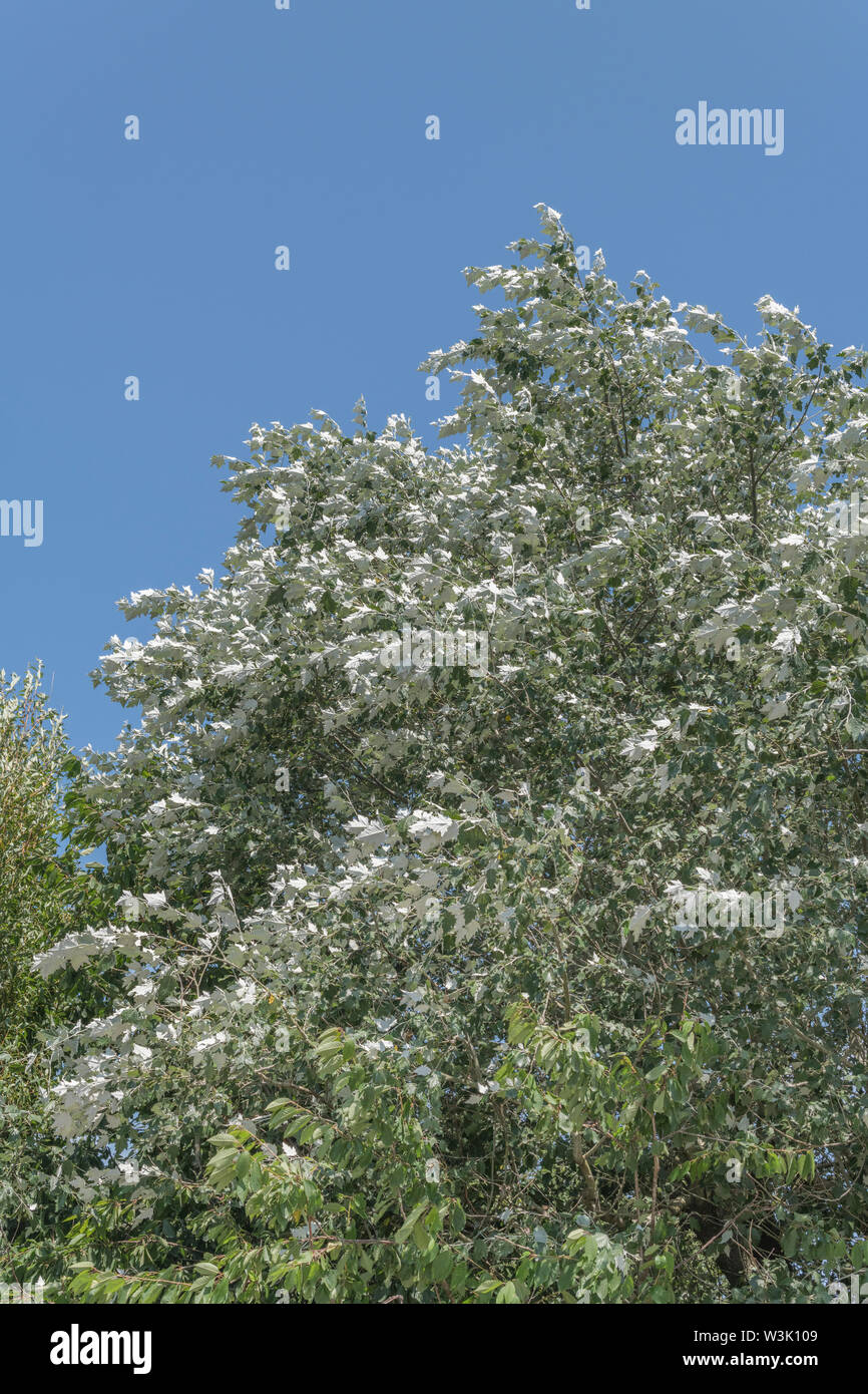 Green-white foliage / leaves of White Poplar tree / Populus alba ...