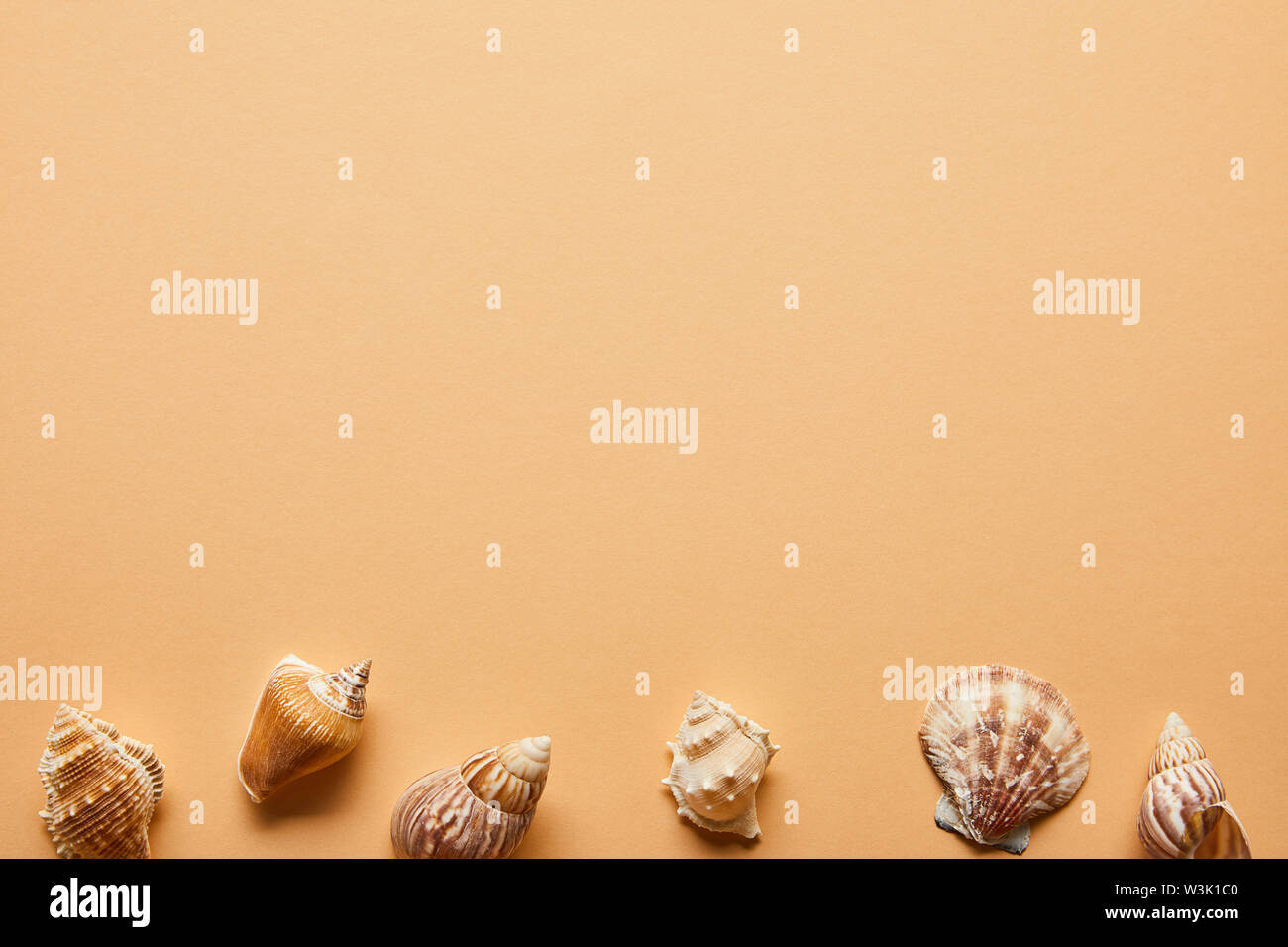 Textured seashells hi-res stock photography and images - Alamy
