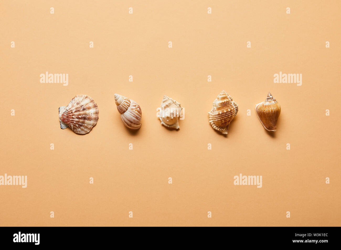 Marine seashells hi-res stock photography and images - Alamy