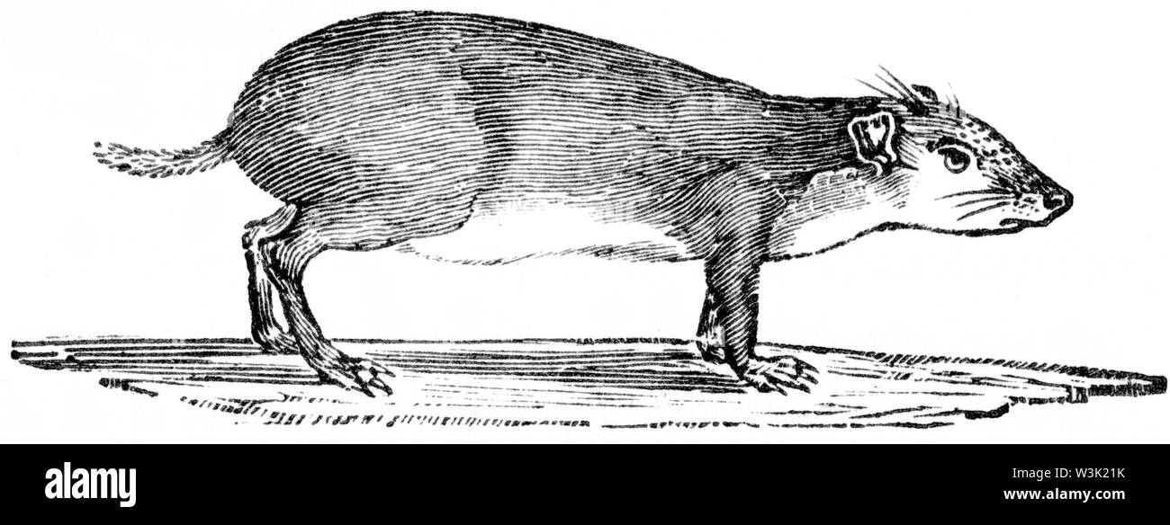 The akouchi hi-res stock photography and images - Alamy