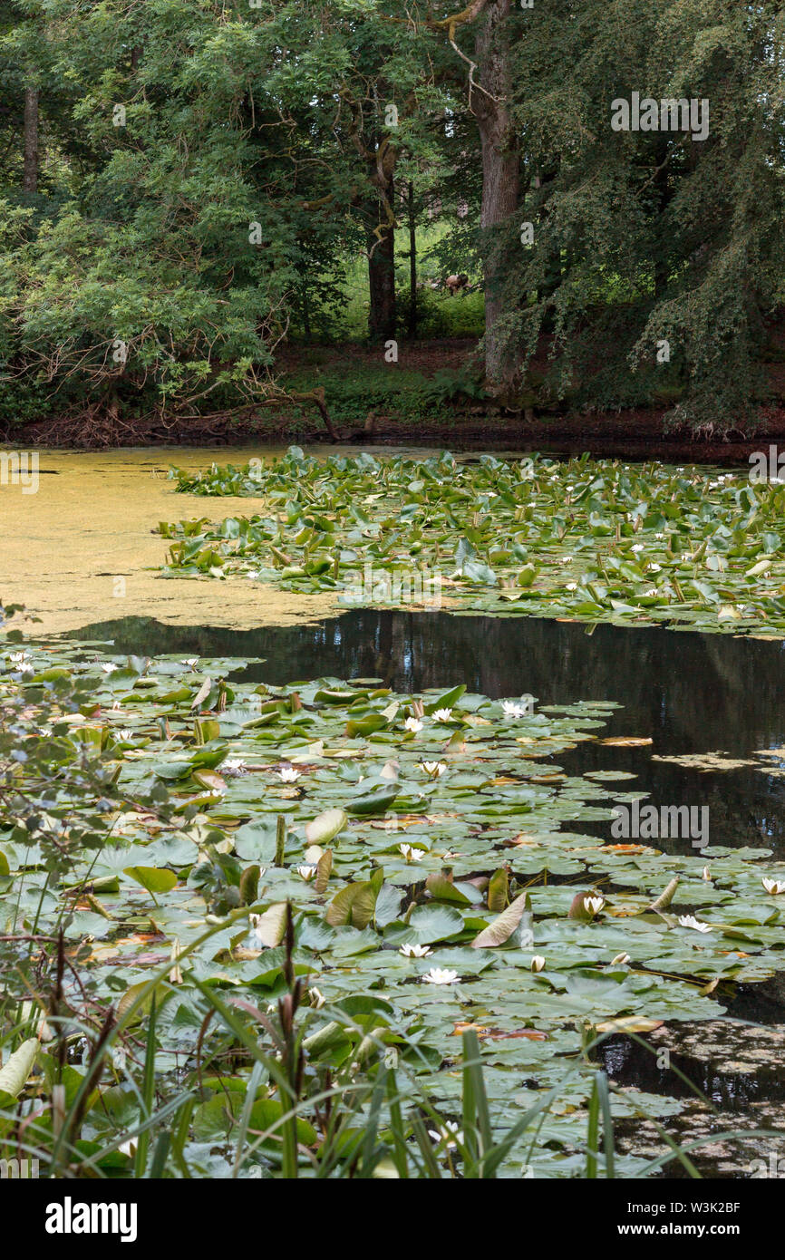 Murky lake hi-res stock photography and images - Alamy