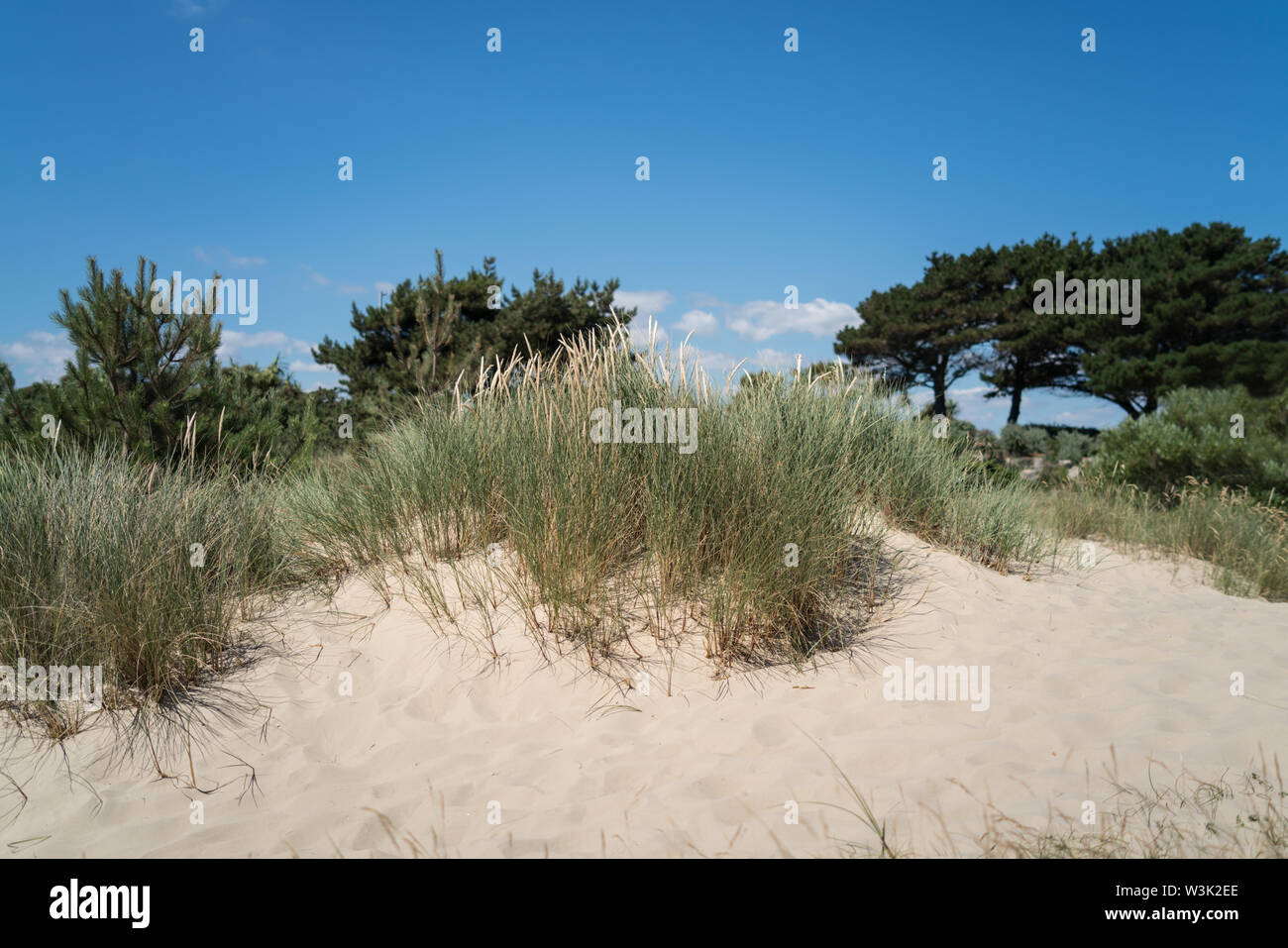 Sea grass among the sand dunes at Sandbanks Stock Photo - Alamy