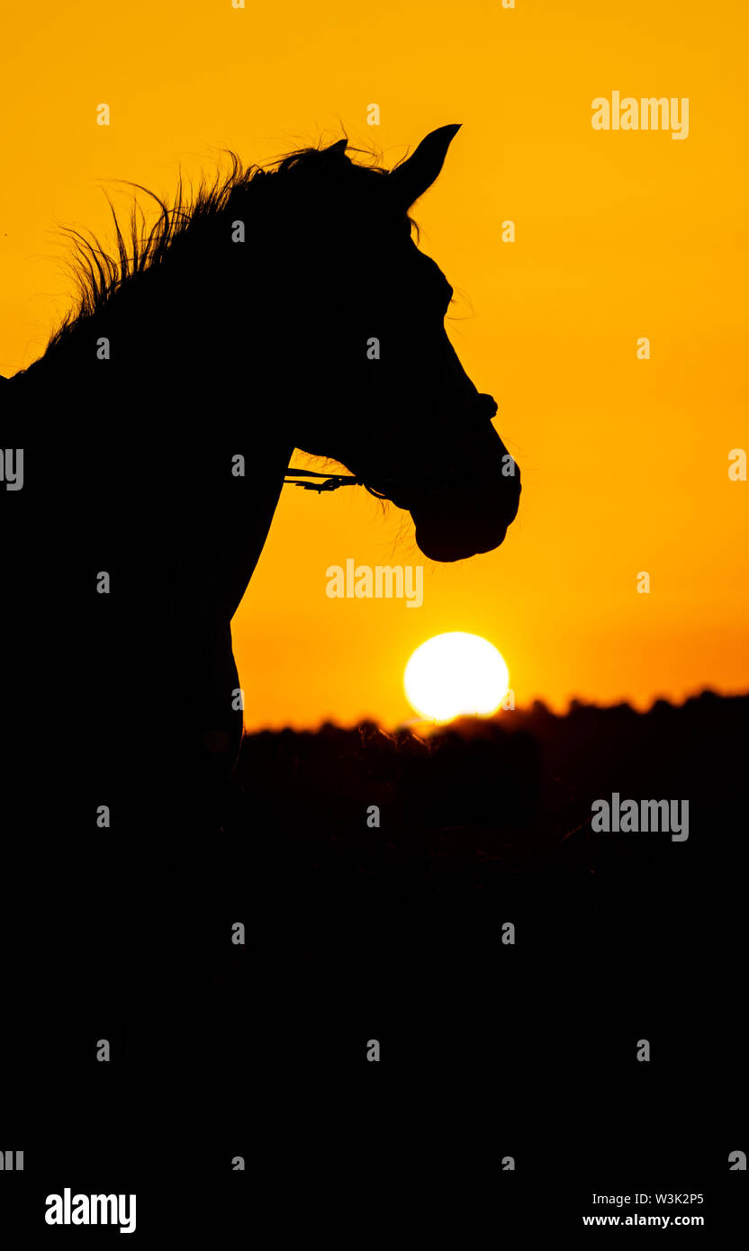 Bulgaria July 2019: Riding in the Saker mountains looking for the Saka ...