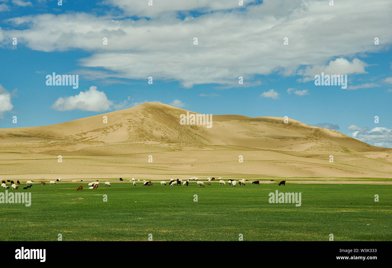 Sands Mongol Els, Herd of animals grazed on the grass Stock Photo - Alamy