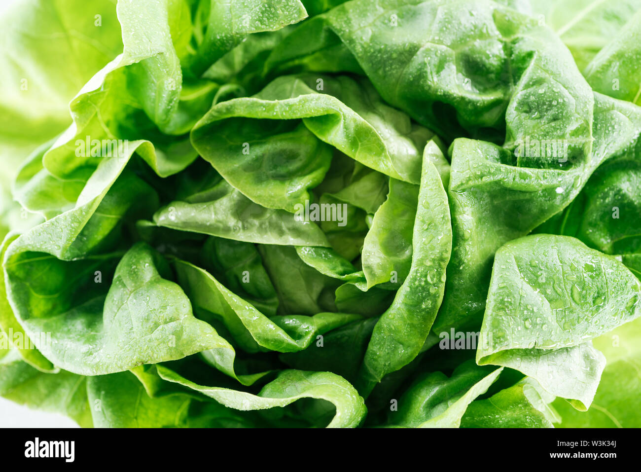 close up view of fresh raw wet green lettuce leaves with water drops ...