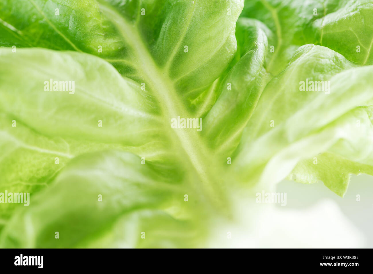 close up view of fresh natural green lettuce leaf Stock Photo - Alamy