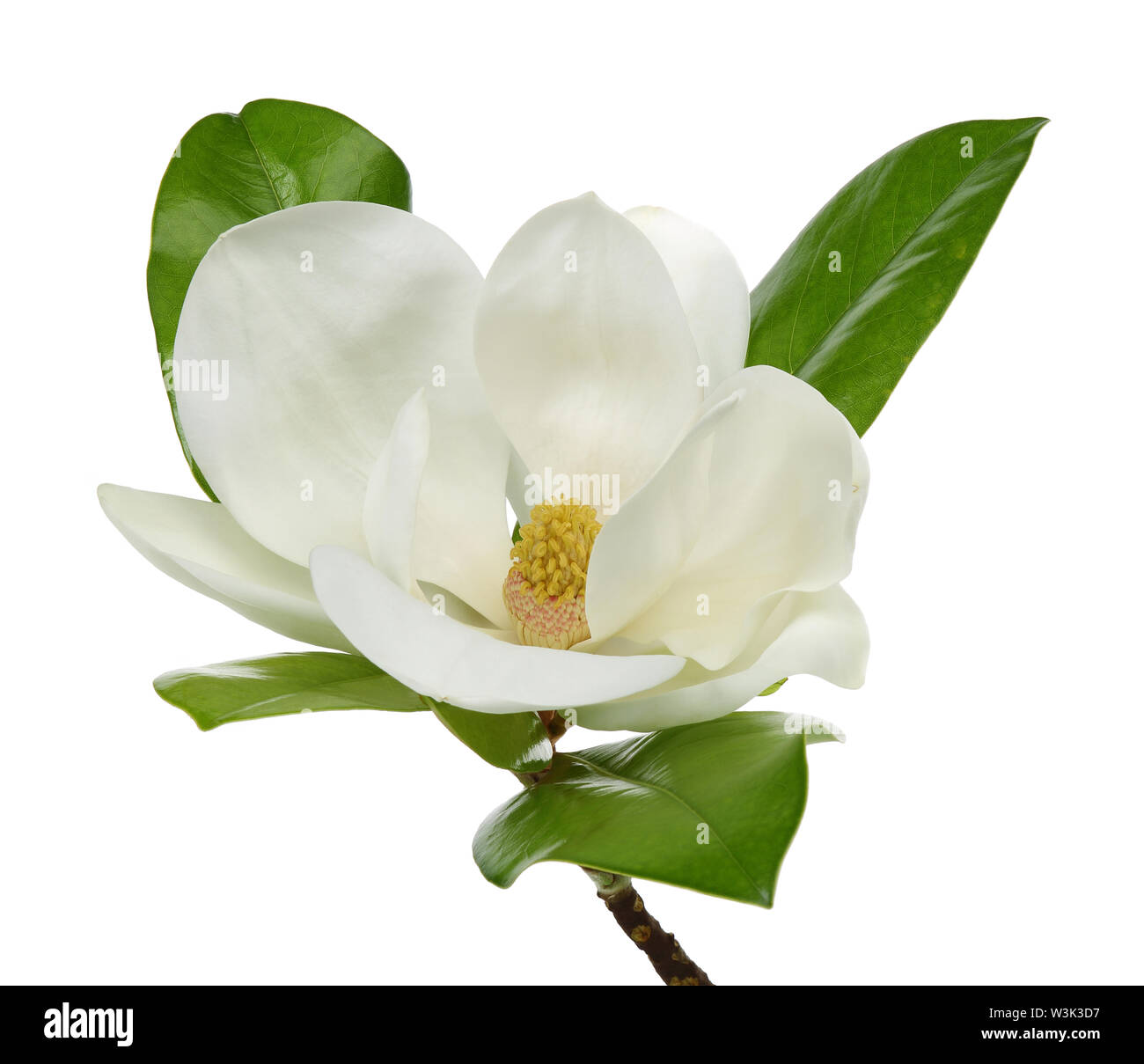 Magnolia flower with leaves on white background Stock Photo - Alamy