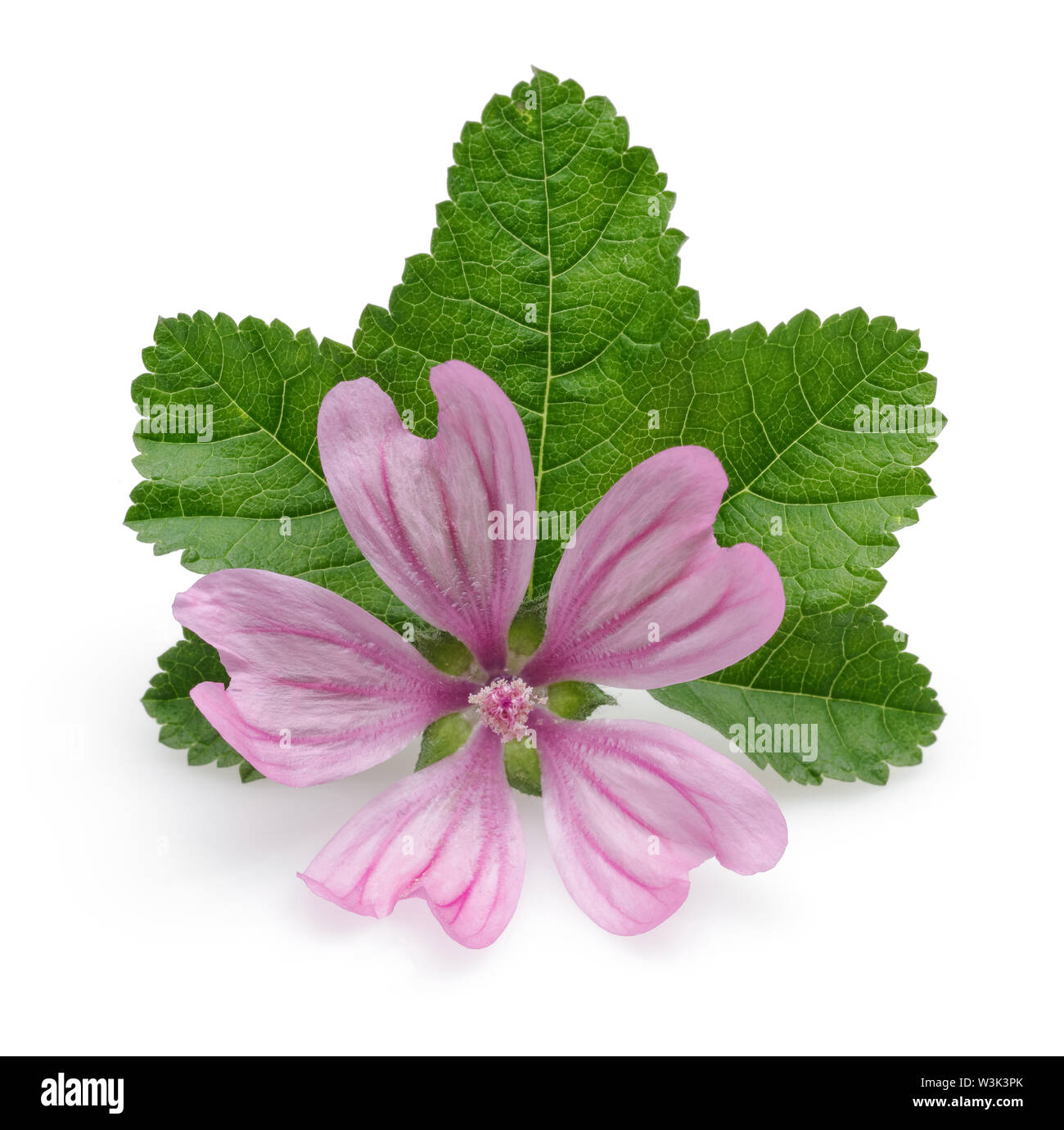 Mallow plant with flower and leaf isolated on white background Stock ...