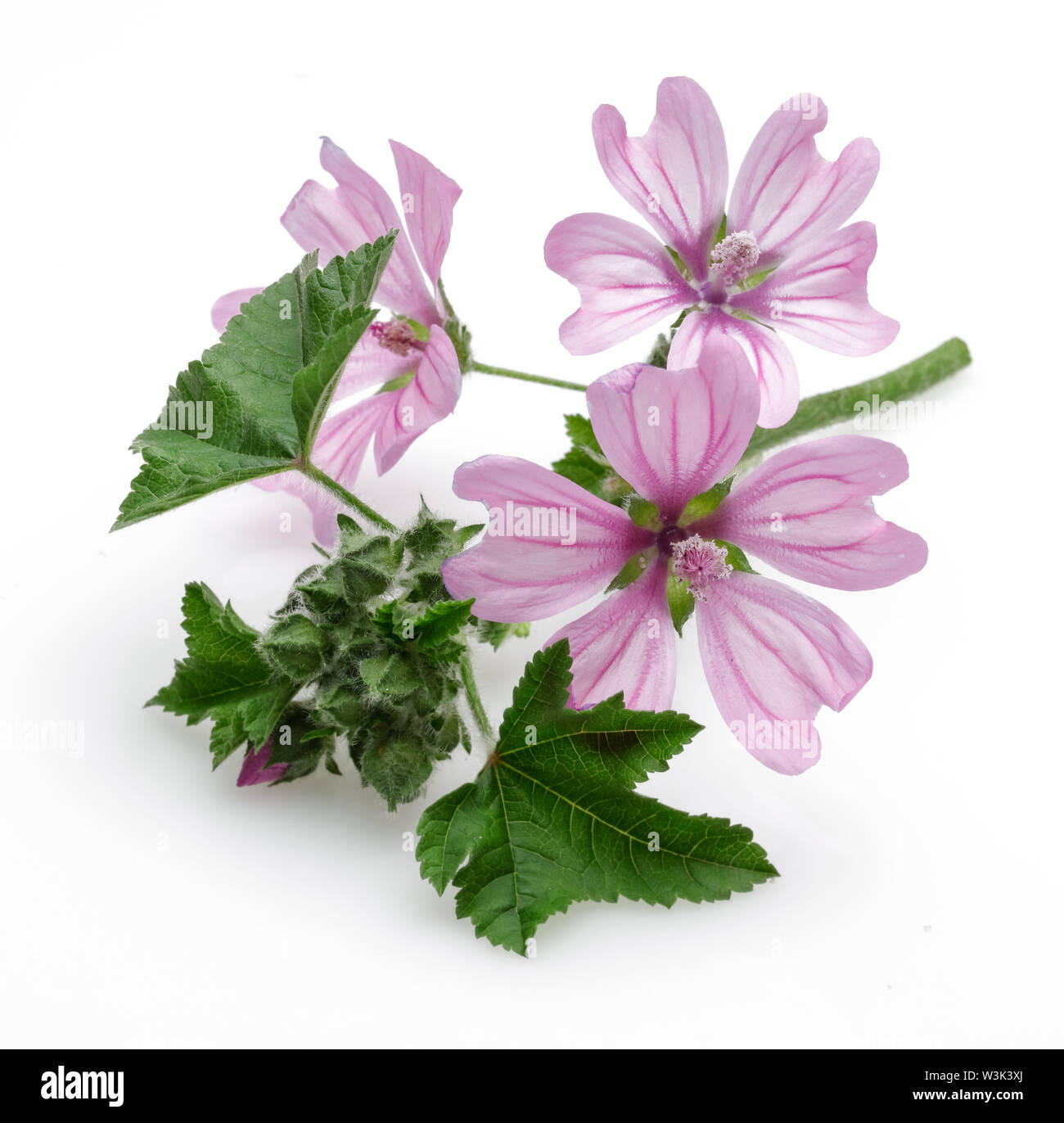 Mallow plant with flowers and leaves isolated on white background Stock ...