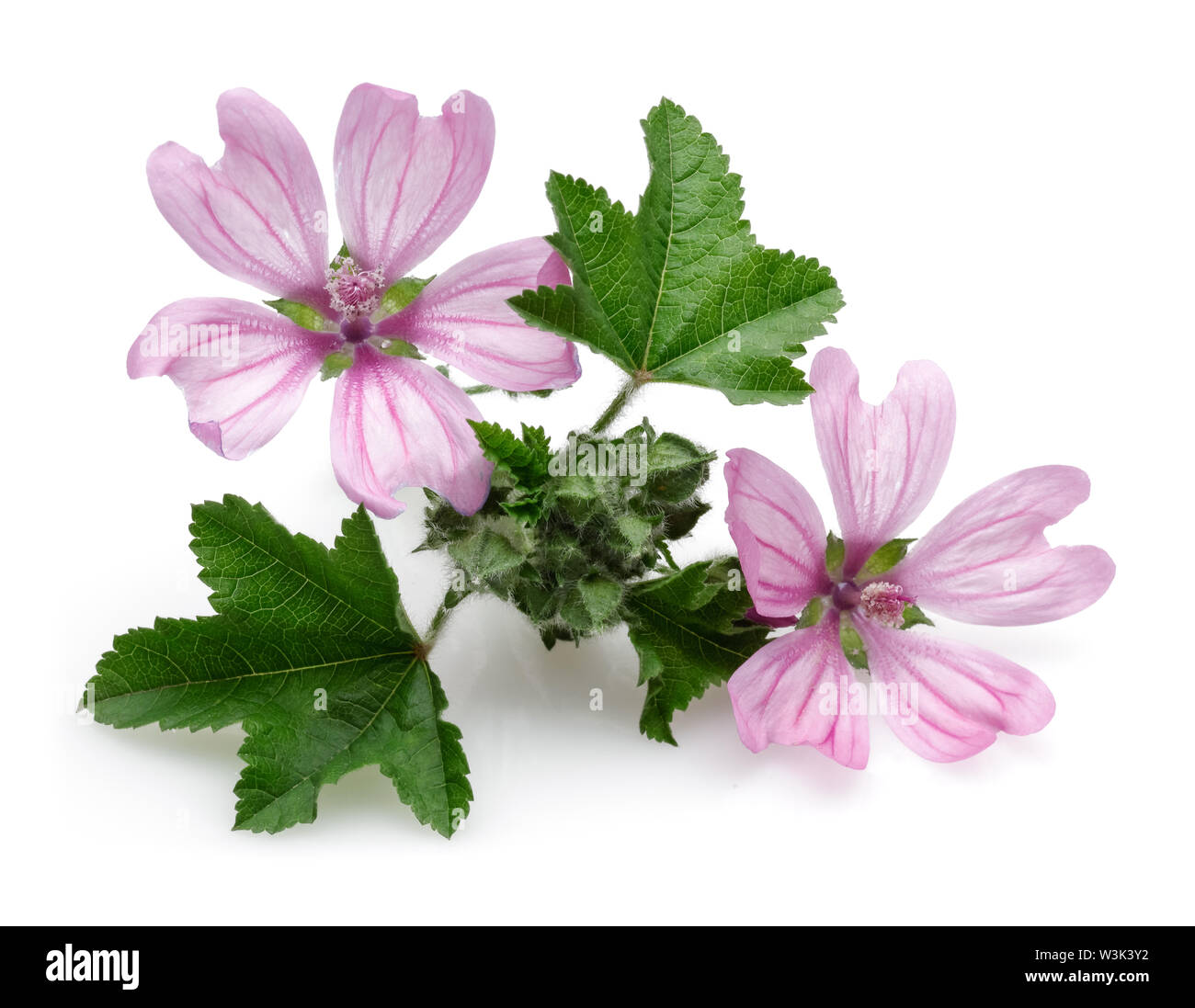 Mallow plant with flowers and leaves isolated on white background Stock ...