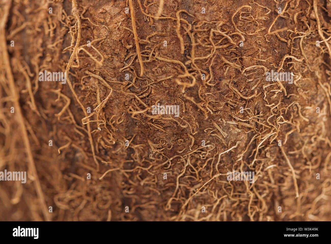 Coconut peel hi-res stock photography and images - Alamy