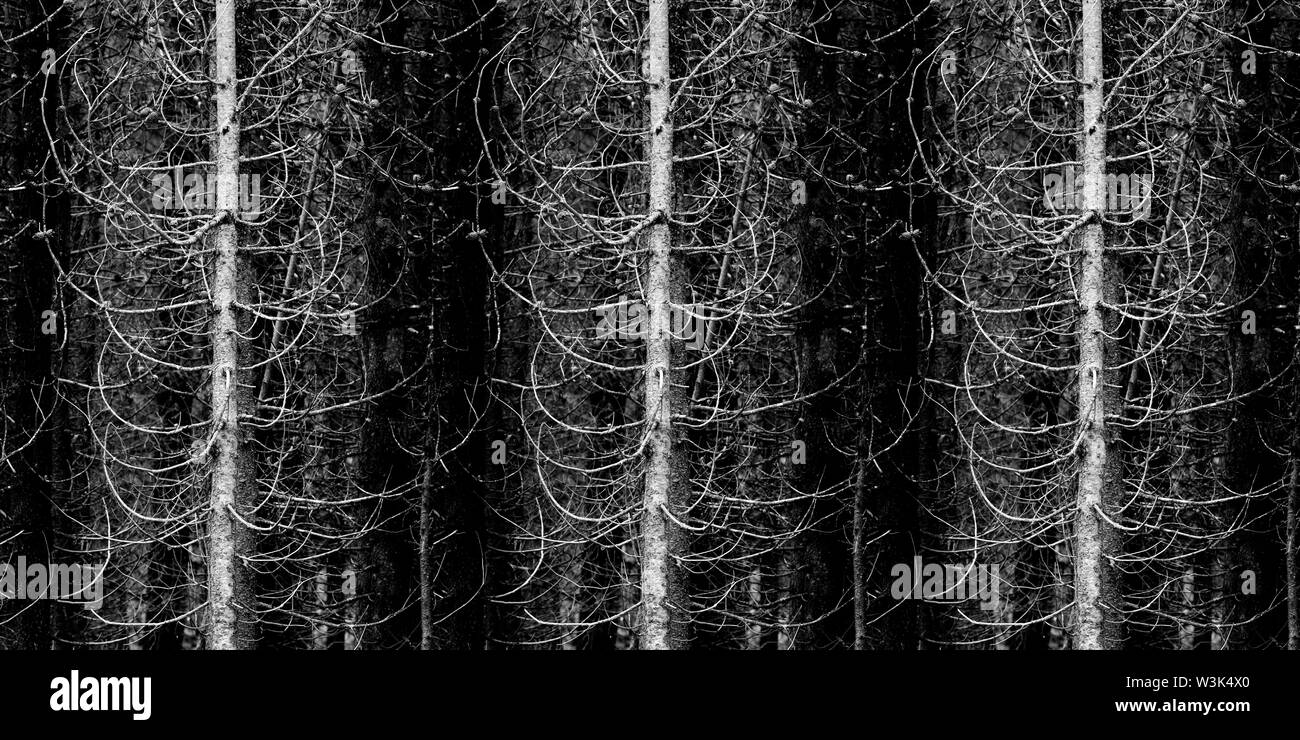 Evergreen branch decoration Black and White Stock Photos & Images - Alamy