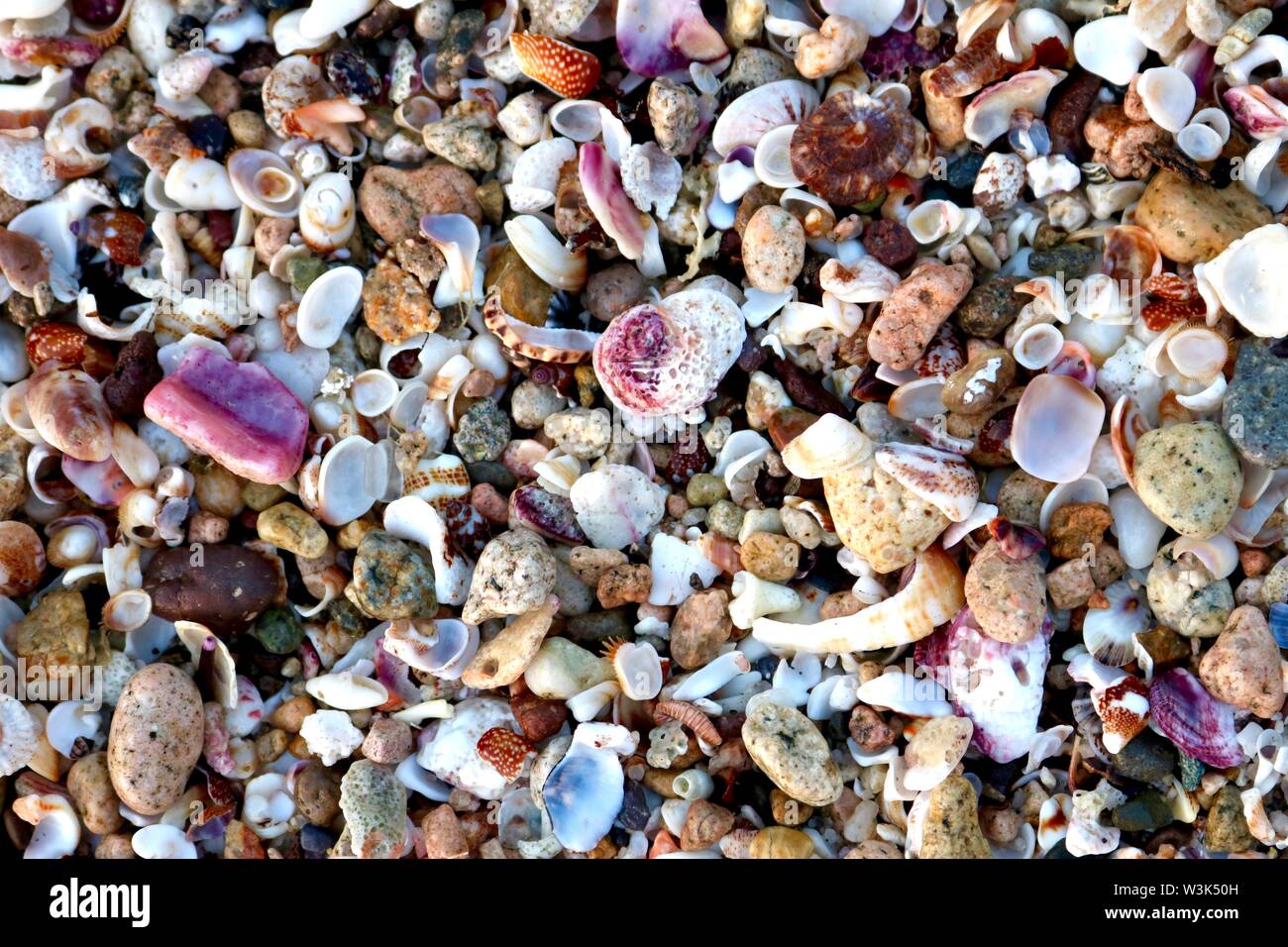 Seashell closeup hi-res stock photography and images - Alamy