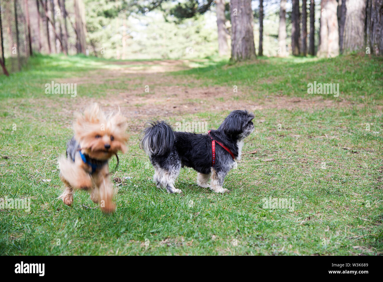Pretty dog hi-res stock photography and images - Alamy