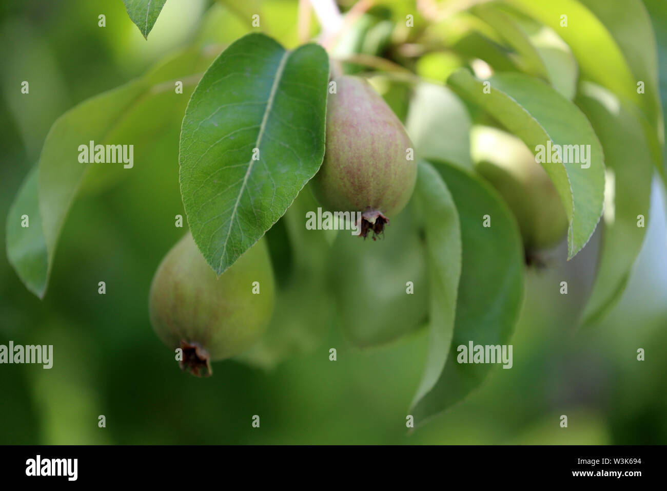Pears on branch hi-res stock photography and images - Alamy