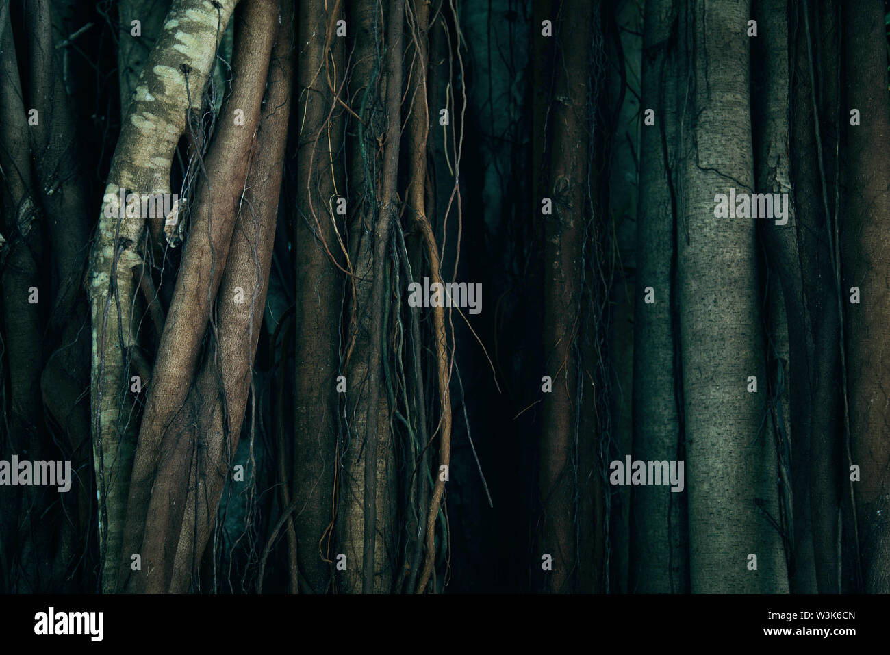 Tree Trunk And Root Background Stock Photo - Alamy