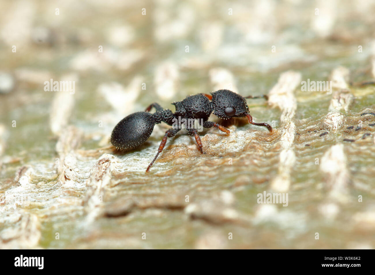 Tree ant (Cataulacus granulatus) on tree trunk background (taken from ...