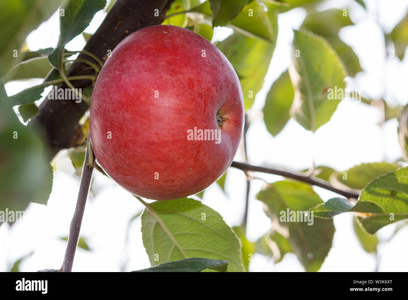 Close-up of red apple ripens on the branch in the garden. Mellow apples ...