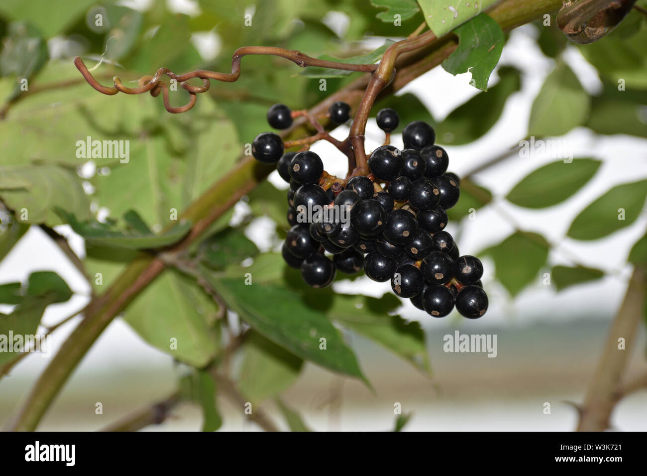 Black fruit hi-res stock photography and images - Alamy