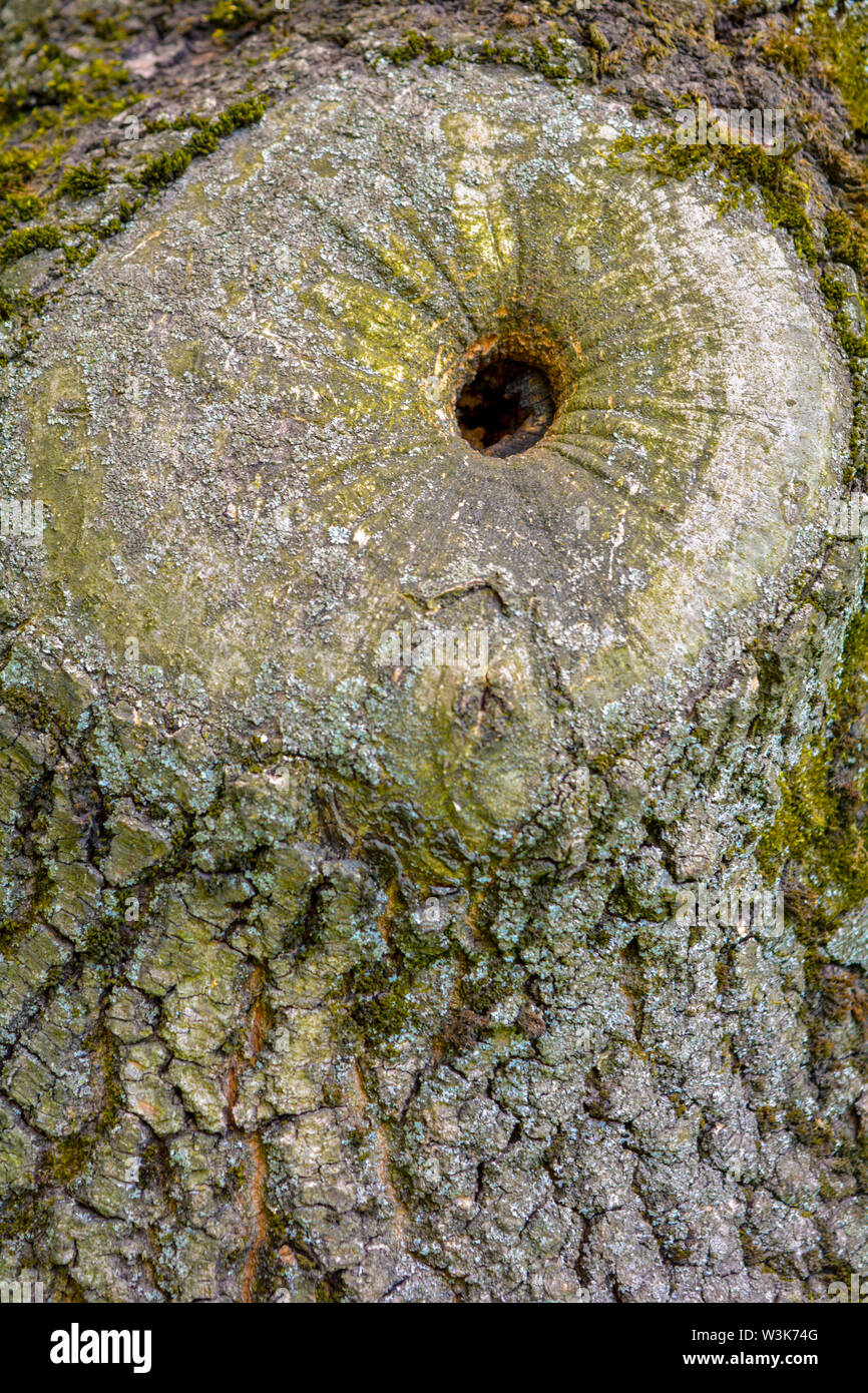 Round hole with a growth on a tree trunk from a broken tree branch ...
