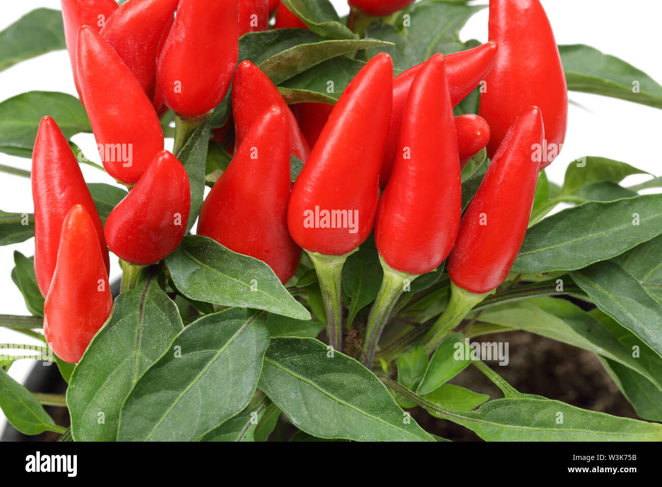 Red pepper and leaves isolated on white background Stock Photo - Alamy