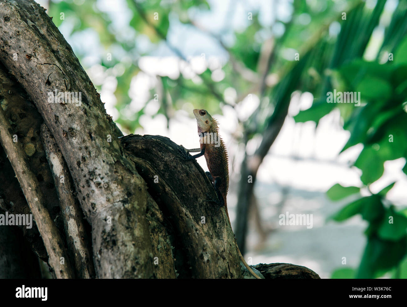 Camouflaged lizard in tropical rainforest hi-res stock photography and ...
