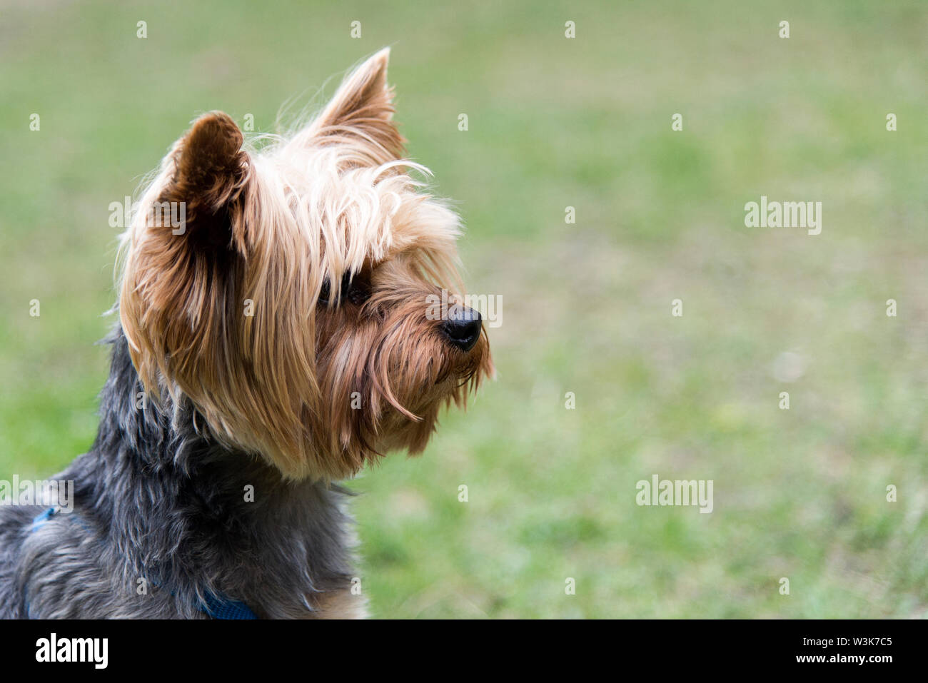 Pretty dog hi-res stock photography and images - Alamy