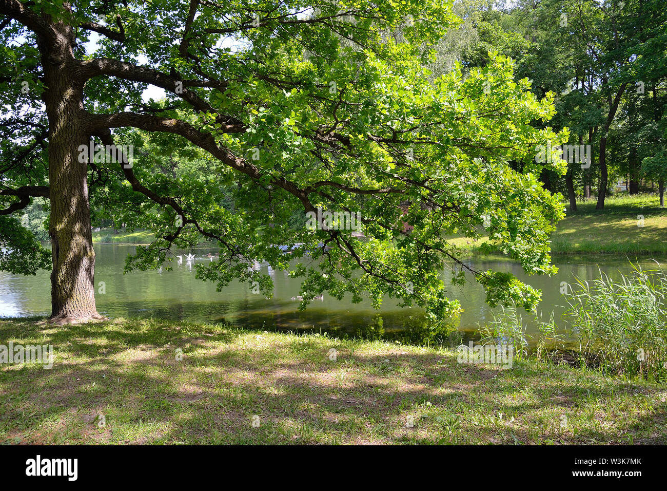 Water oak tree hi-res stock photography and images - Alamy