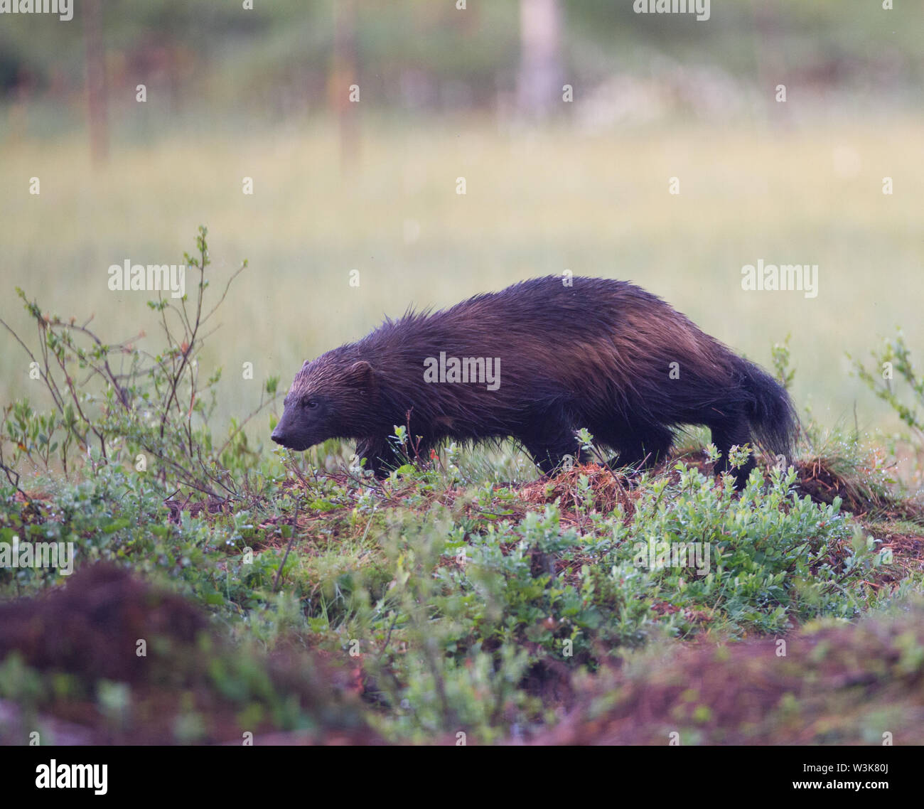 Adult wolverine gulo gulo hi-res stock photography and images - Alamy